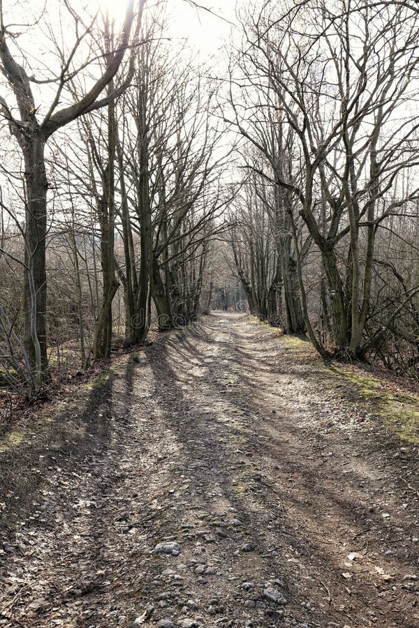 Straight Forest Road with Stones and Trees on Sides Stock Photo - Image ...