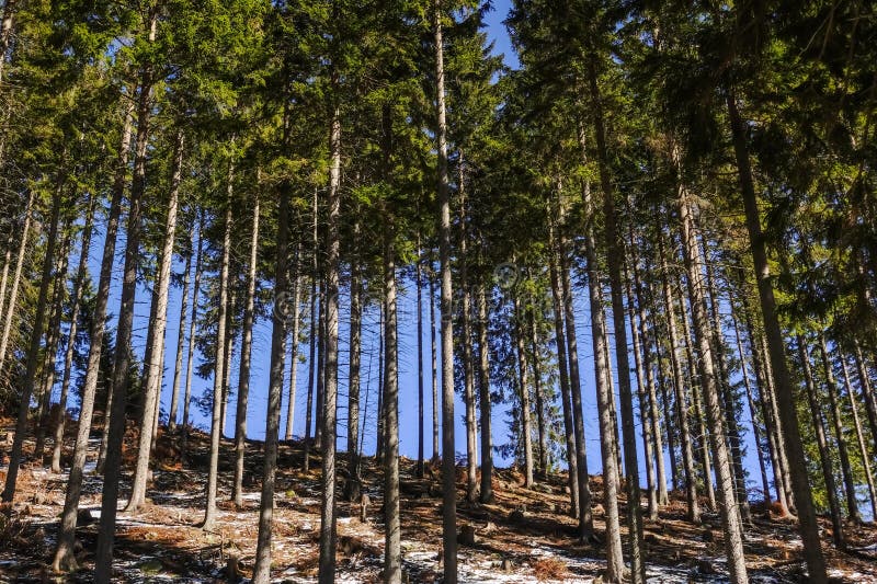Straight Green Pine Trees in a Forest and Dark Blue Sky in the Spring ...