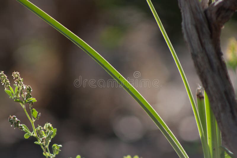 Straight Green thin leaf stock image. Image of green - 73185417