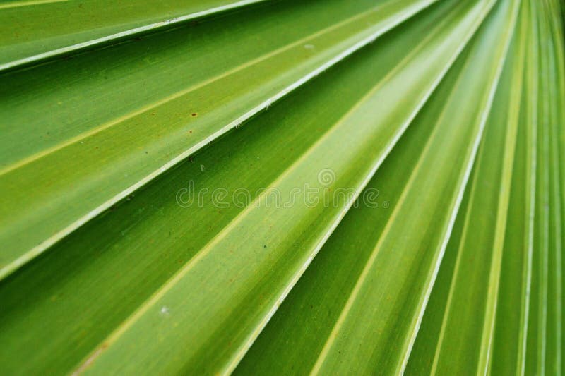 Straight Leaves stock image. Image of sunny, blur, neat - 48268973