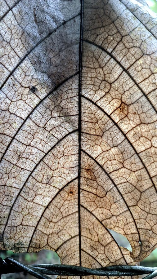 Straight Line Pattern of Brown Leaves Stock Image - Image of brown ...