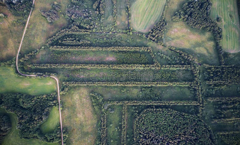 Straight lines of forest stock photo. Image of scenic - 192475376