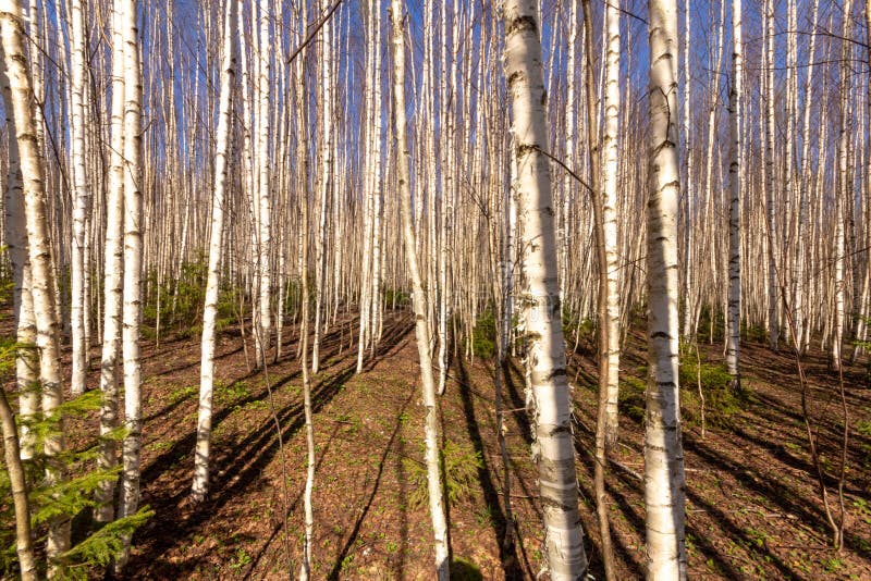 Straight Lines of Trees in the Forest Stock Photo - Image of linden ...