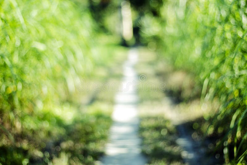 A Straight Long Road and the Greenery on Both Sides of it Blurred the ...