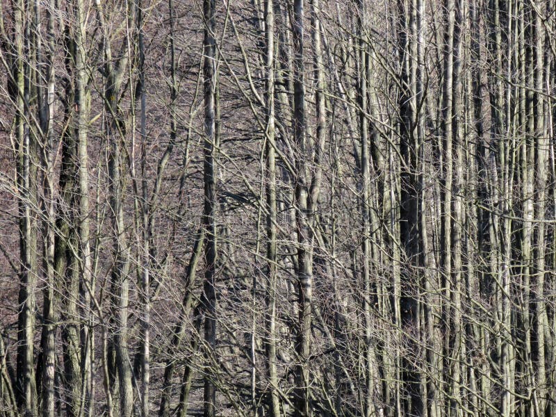 Straight Long Tree Trunks without Leaves. Stock Photo - Image of coldly ...