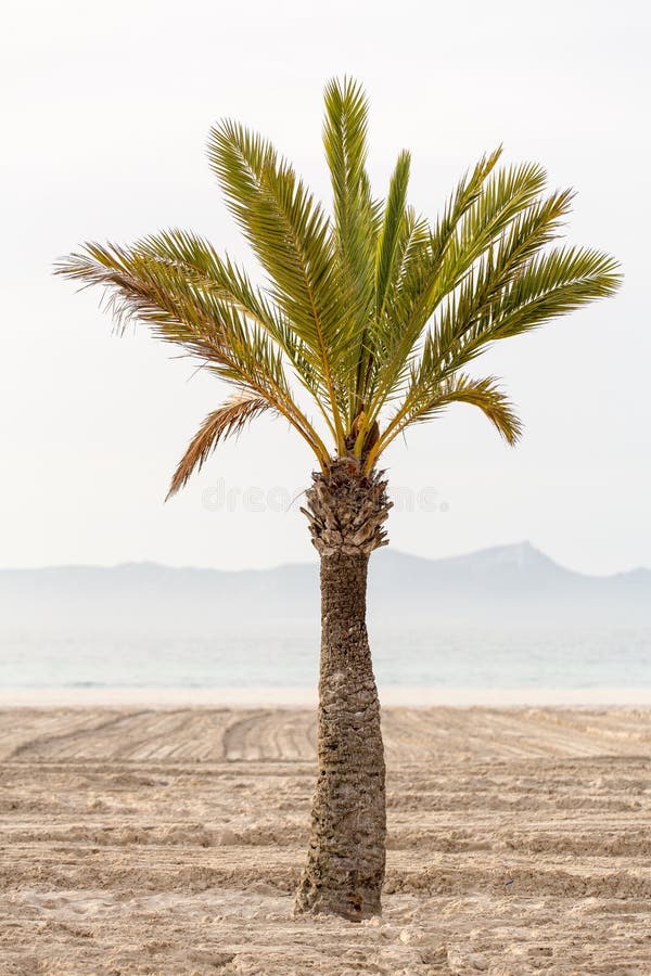 Alone on a Beautiful Pontoon at Sunrise Stock Image - Image of cloud ...