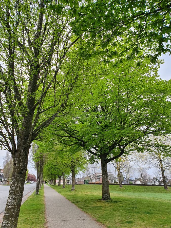 The straight path stock photo. Image of like, pasture - 40541012