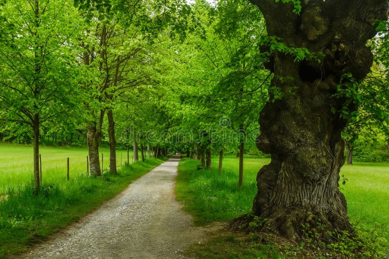 Straight Path through a Avenue with Old and Younger Trees in Green ...