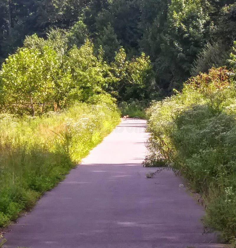 A straight path stock photo. Image of path, empty, straight - 133610306