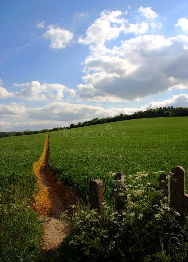 Lonely Footpath through Field Stock Photo - Image of scene, chiltern ...