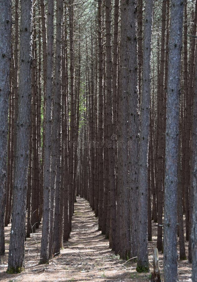 Tall Pine Trees in a Straight Line Stock Photo - Image of trunk, forest ...