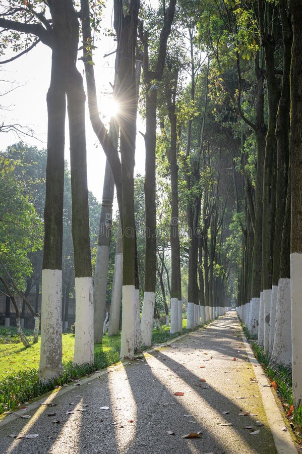 Straight path road stock photo. Image of pathway, light - 312986872