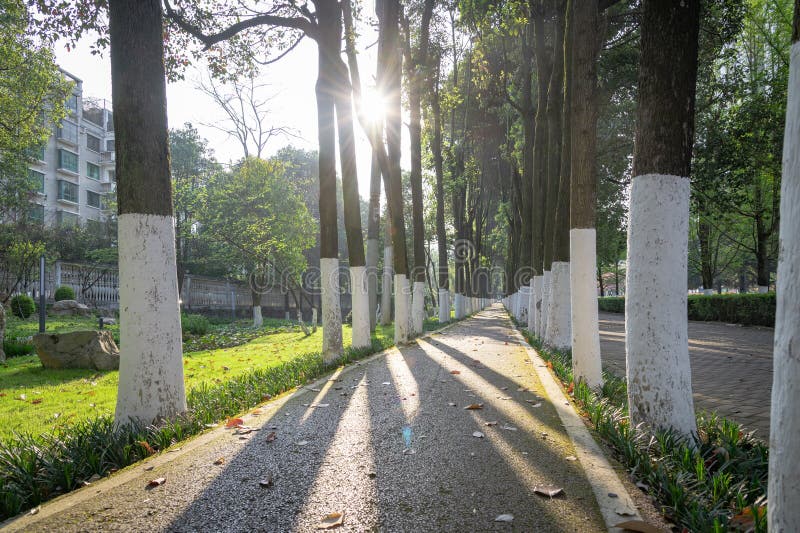 Straight path road stock photo. Image of tree, pavement - 312986868
