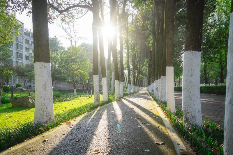 Straight path road stock image. Image of sunshine, spring - 312986869