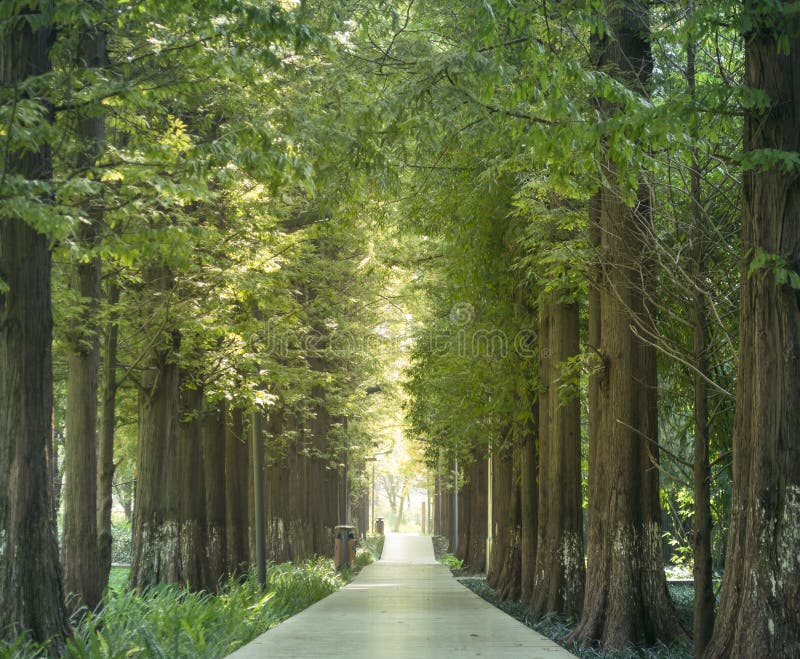 Straight path road stock photo. Image of park, outdoor - 113353608