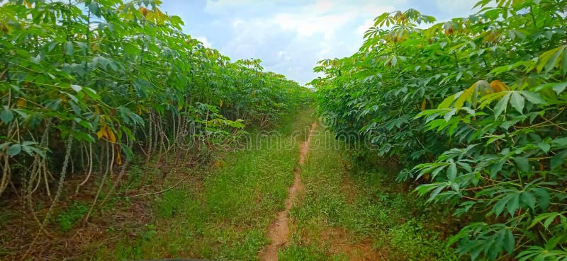 A Straight Path To Truth in the Middle of a Cassava Field Stock Image ...