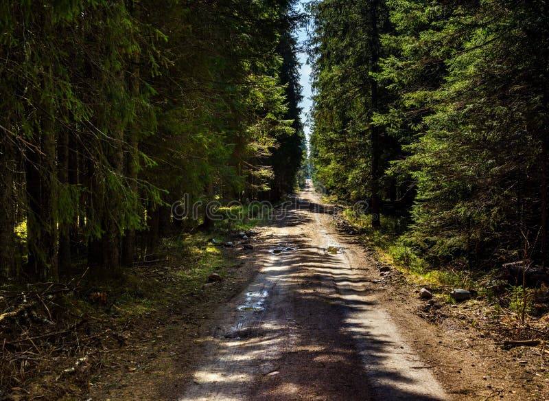 Direct road in the forest stock image. Image of park - 168711011