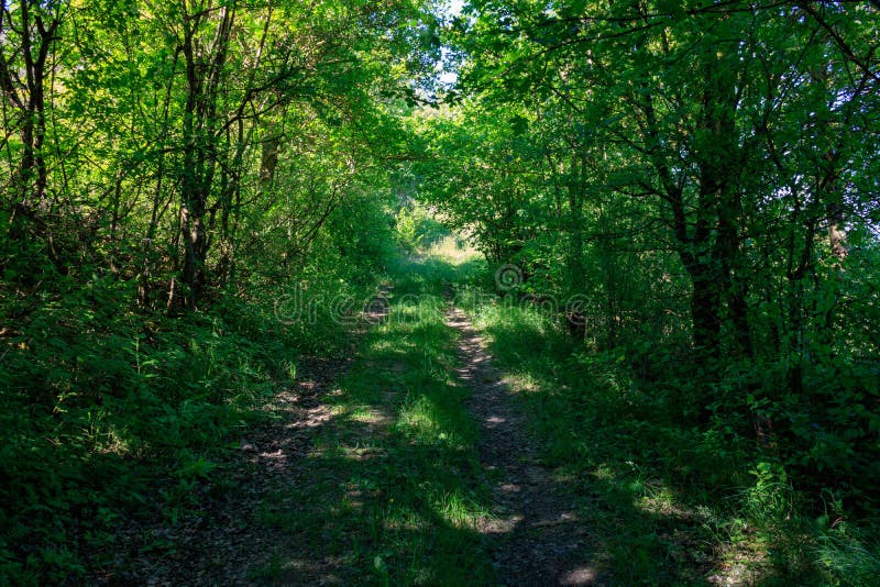 Straight Pathway in the Middle of the Woods Stock Image - Image of ...