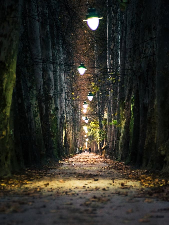 Straight Pathway and Treeline Stock Photo - Image of morning, light ...