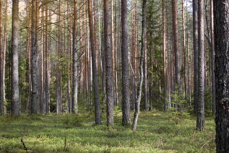 Straight Pine Trunks of Ship Pine Forest Stock Image - Image of bark ...