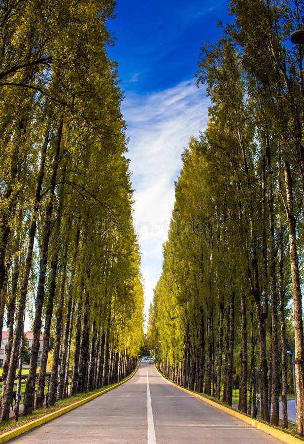 Straight Road Surrounded with Trees Stock Photo - Image of trees, leaf ...