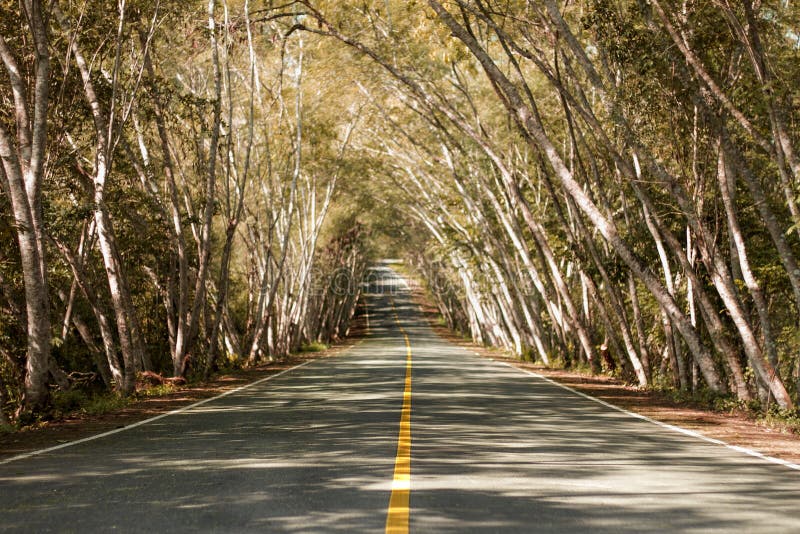 Straight road with trees stock image. Image of drive - 83045413