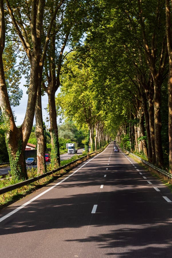 Straight Road with Two Rows of Trees on Its Edges and Several Vehicles ...