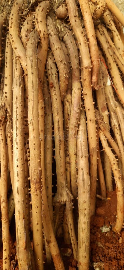 Straight Roots with Thorns Tiny Stock Photo - Image of food, wood ...
