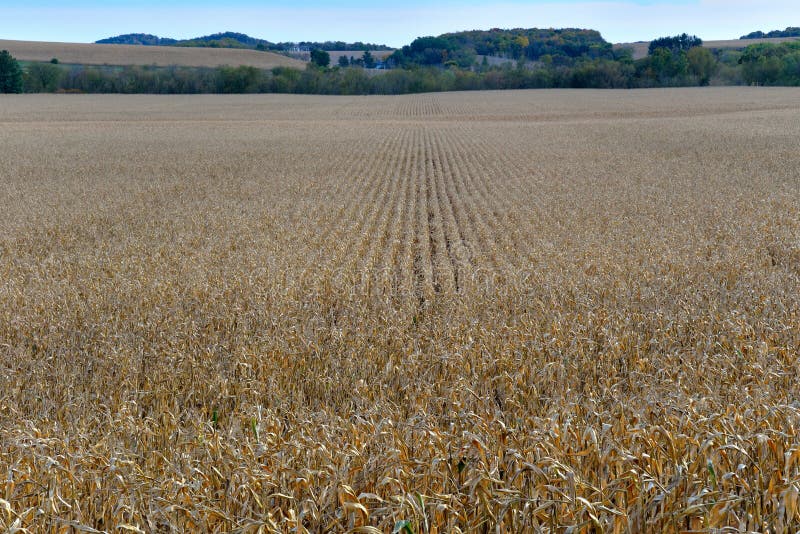 Straight Rows of Dried Corn Ready for Harvest Stock Image - Image of ...