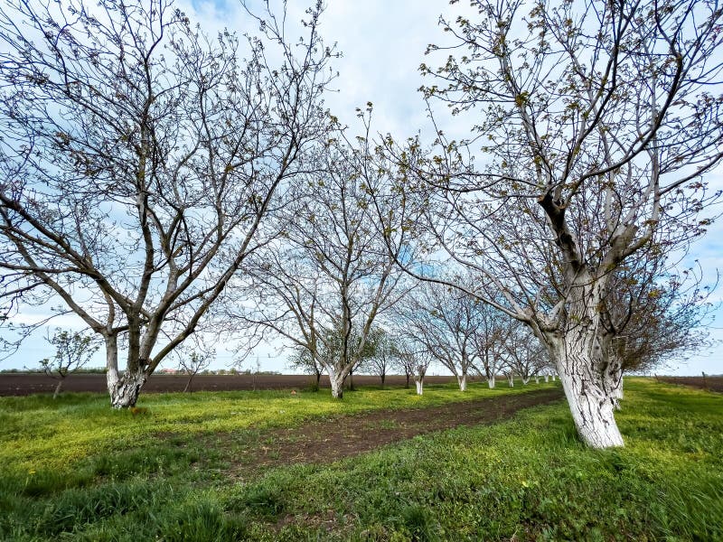 Rows of Walnut Fruit Trees on a Farm on an Early Spring Day Stock Photo ...