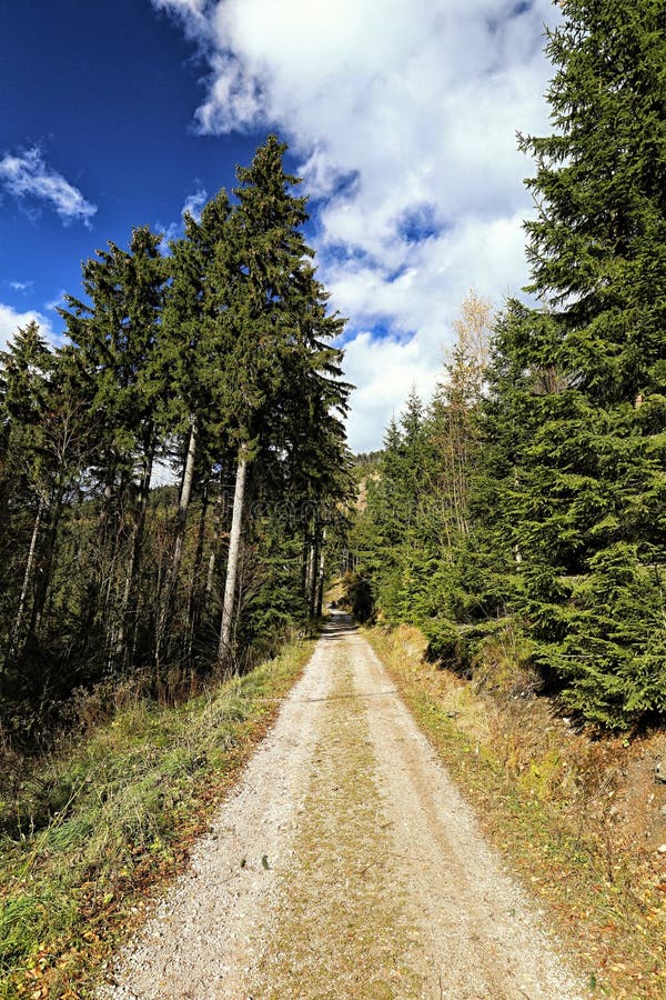 Straight Single Road To the Woods in the Summer Day Stock Photo - Image ...