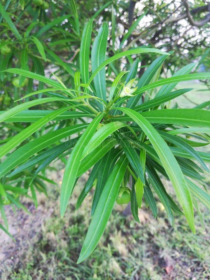 Leaf circle stock photo. Image of leaf, environment, green - 8499828