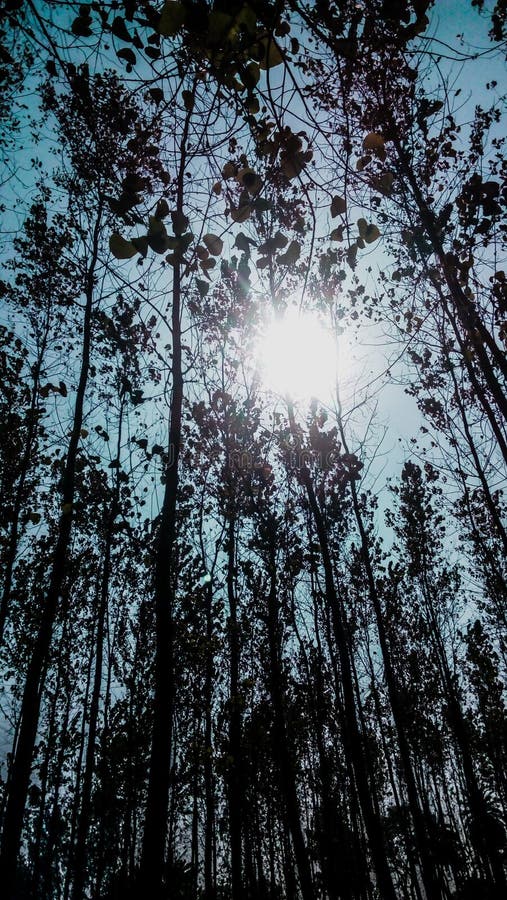 Straight Standing trees stock photo. Image of field - 113382116