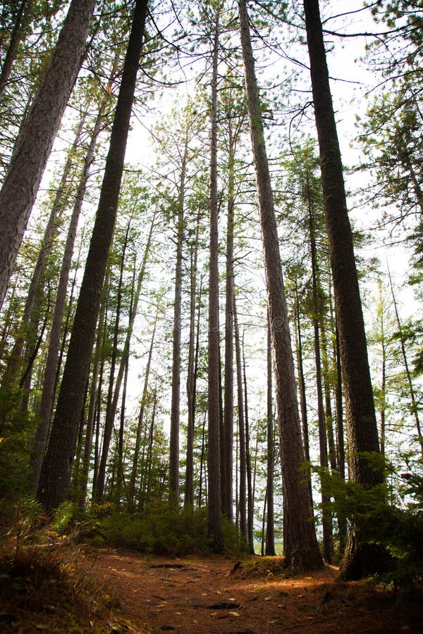 Straight Tall Trees in the Forest Stock Photo - Image of autumn ...