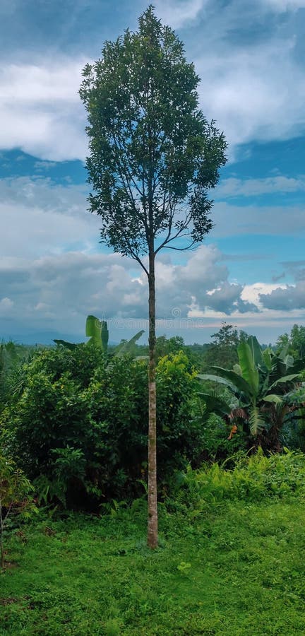 Straight Tree with Clear Sky on Plantation Land Stock Image - Image of ...