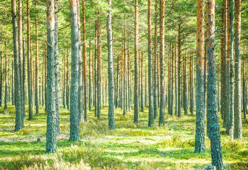 Straight trees in forest stock photo. Image of green - 118605324