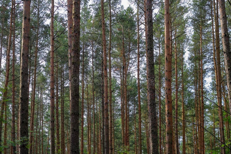 Straight Trunks of Pine in the Virgin Forest. Stock Photo - Image of ...