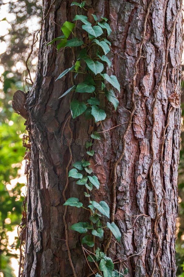 Straight Trunks of Evergreen Pine Trees in Spring Stock Photo - Image ...
