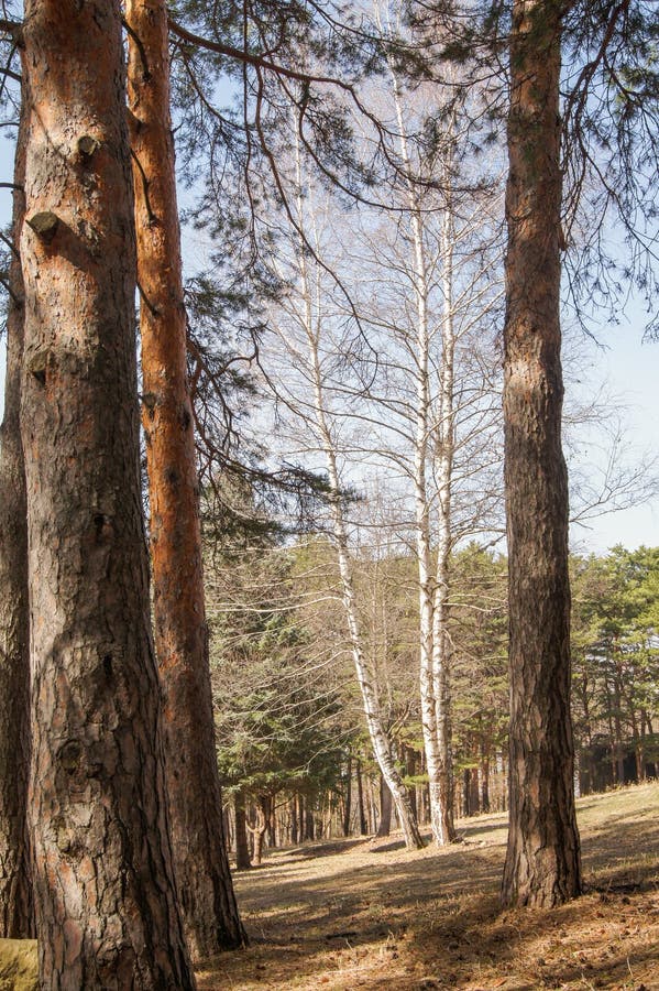 Straight Trunks of Pine Trees. Stock Photo - Image of springtime, tree ...