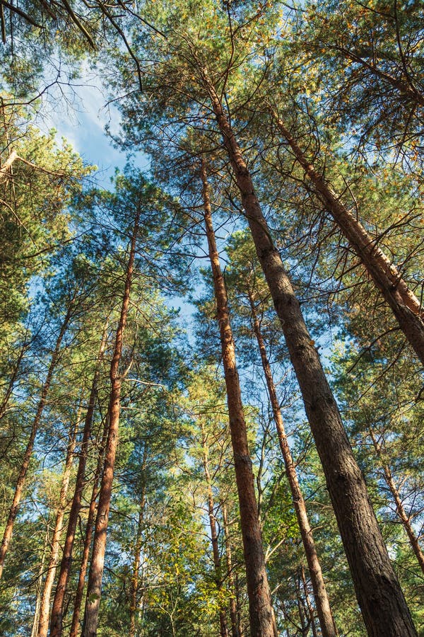 The Straight Trunks of Pine Trees Stretching To the Blue Sky. Stock ...