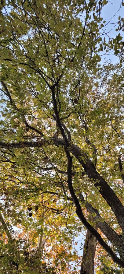 Straight up a tree stock photo. Image of plant, sunlight - 234321050