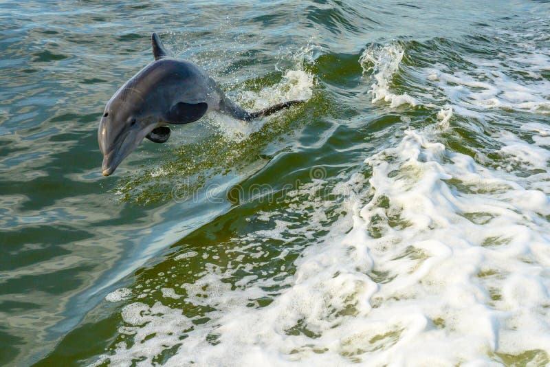 Straight on View of Dolphin Jumping Stock Image - Image of nature ...