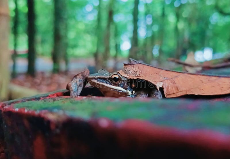 Straight View of a Frog Hiding Under a Dry Leaf Stock Image - Image of ...