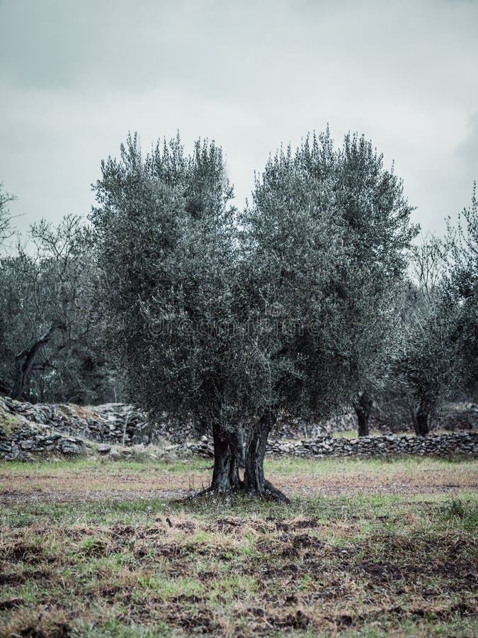 Straight View at the Heartshape Form Olive Tree Stock Image - Image of ...