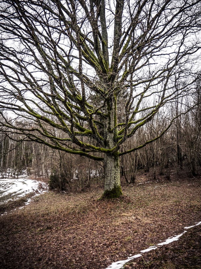 Straight View at the Heartshape Form Olive Tree Stock Image - Image of ...