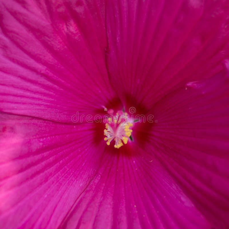 Straight View of the Pollen of a Beautiful Pink Flower Stock Image ...