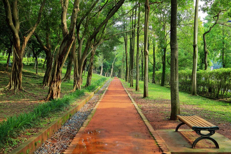 Straight Walk Path in the Park Stock Photo - Image of concept, branch ...