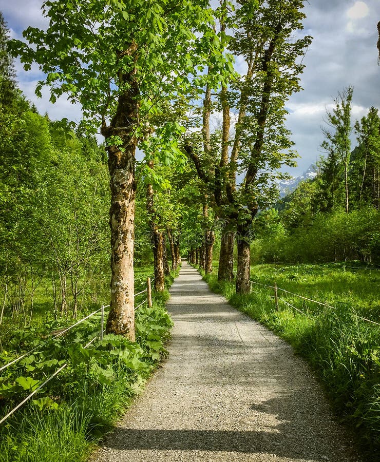 Straight Walking Path with Trees on Either Side Stock Image - Image of ...