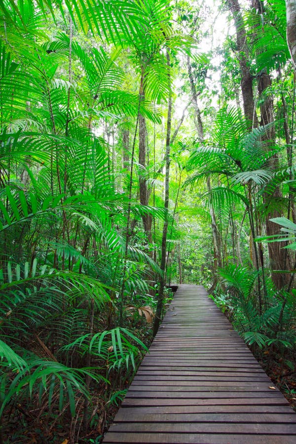 Straight Walkway into Jungle Stock Image - Image of walk, leaf: 9450951