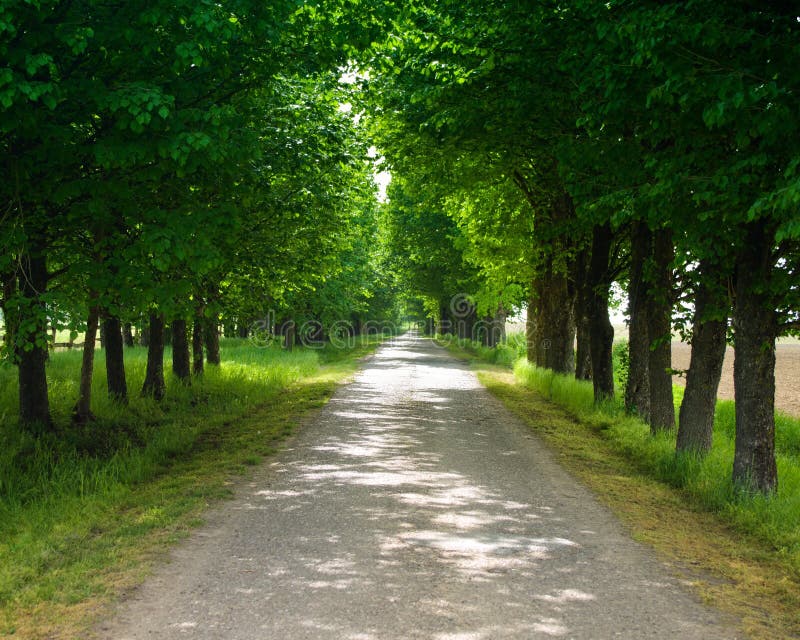 Straight Way through Forest Stock Photo - Image of mist, road: 30752326